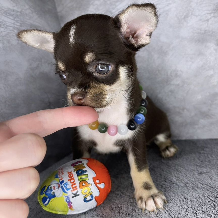 Кукольная mini девочка чихуахуа
