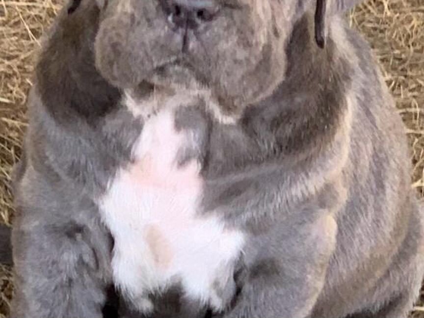 Щенок Неаполитанского мастиффа