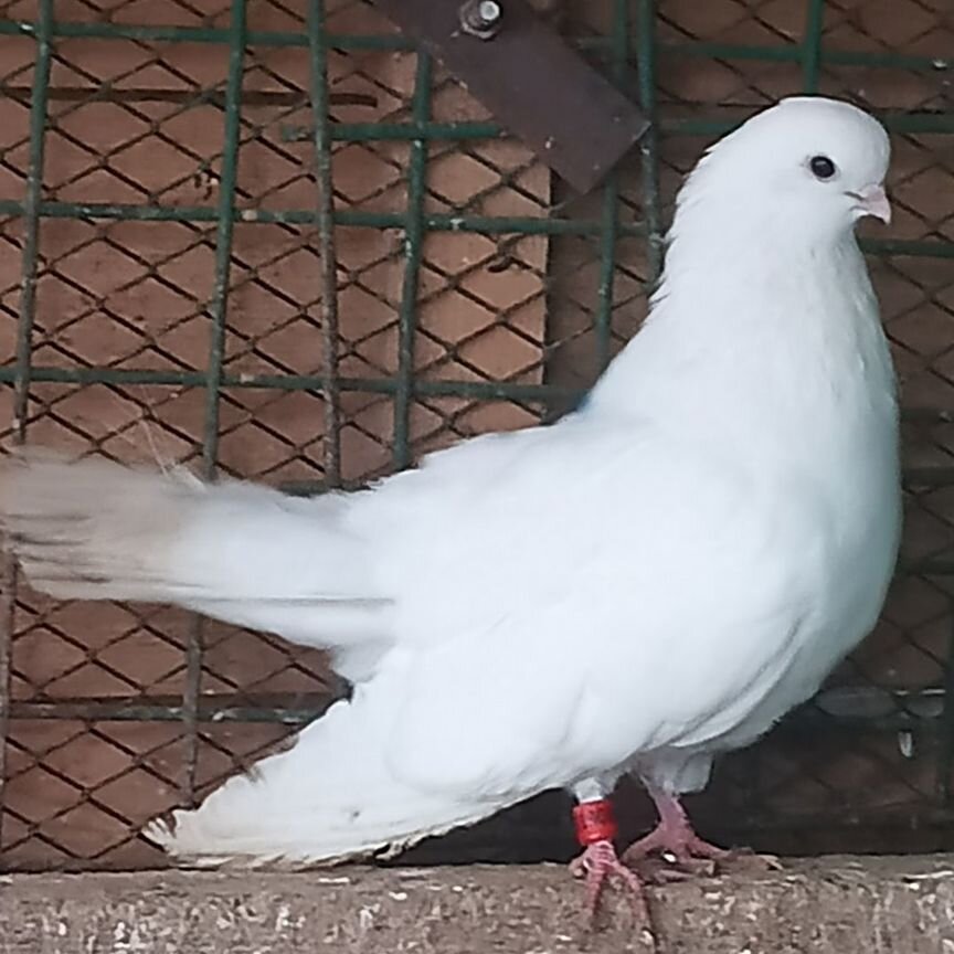 Крюковские голуби