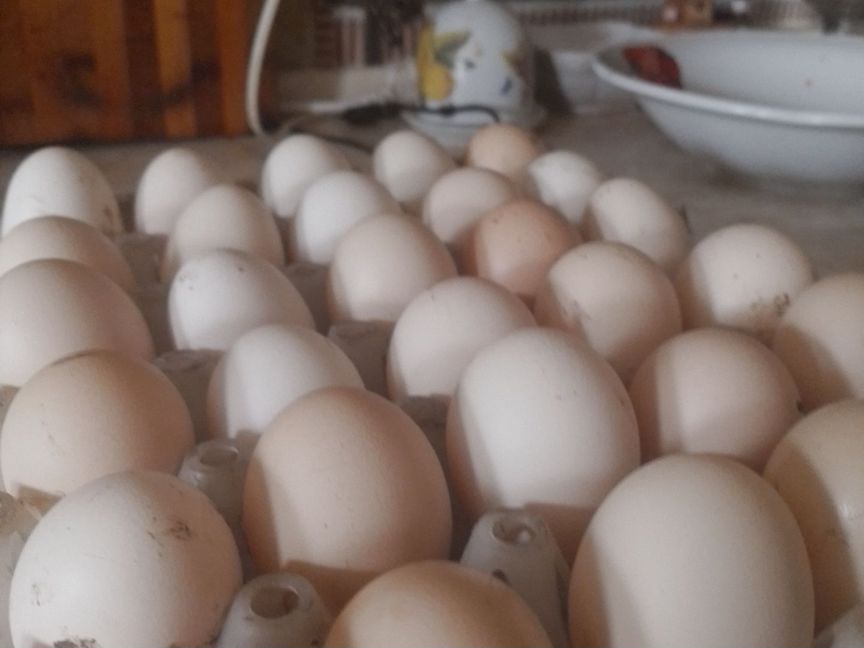 Продажа яиц домашние