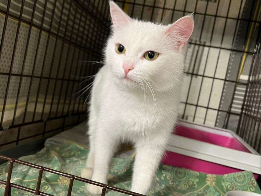 Молоденькая белоснежная кошечка