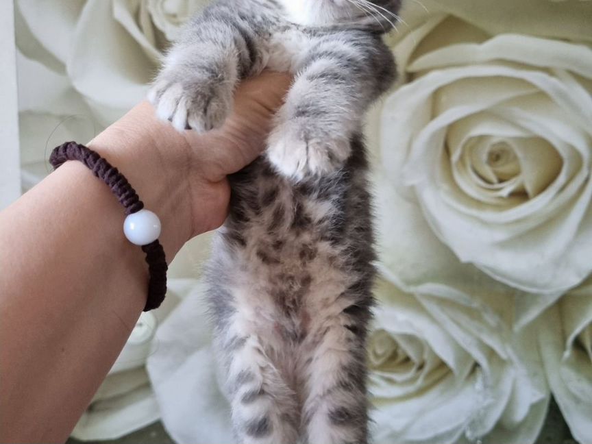 Котята вискас