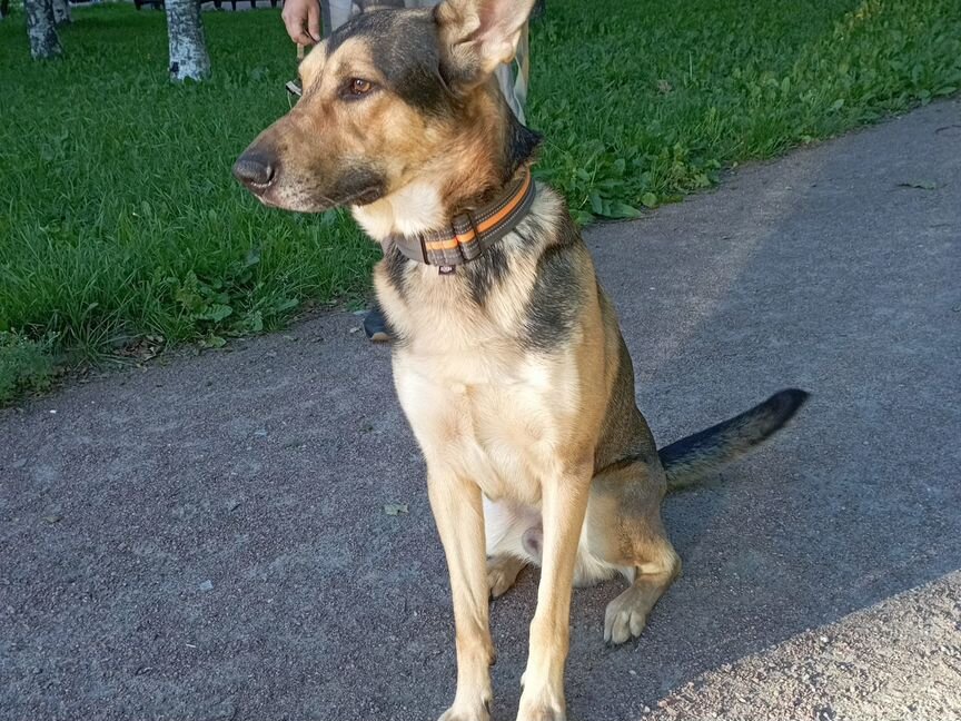 Собака ищет новый дом