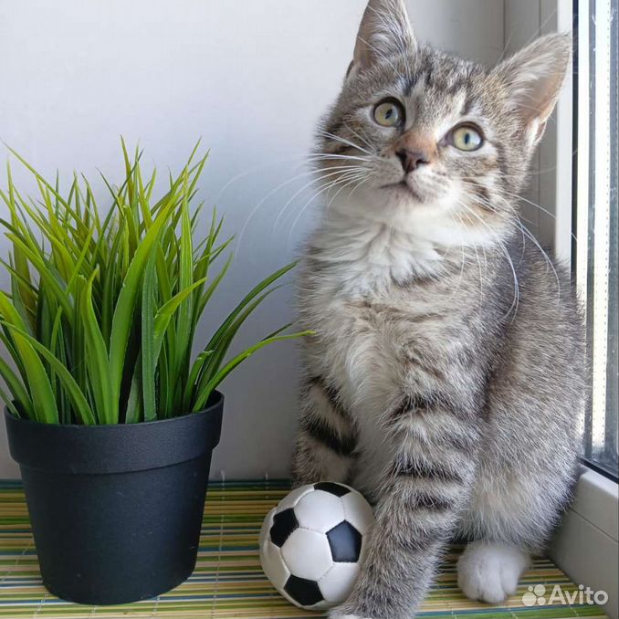 Чудесная девочка Шпротинка ищет дом, 2 мес возраст