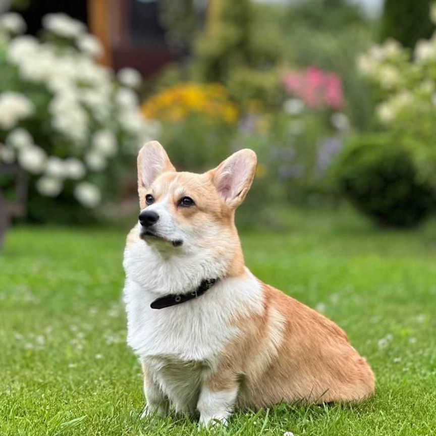 Вельш Корги Пемброк, щенок