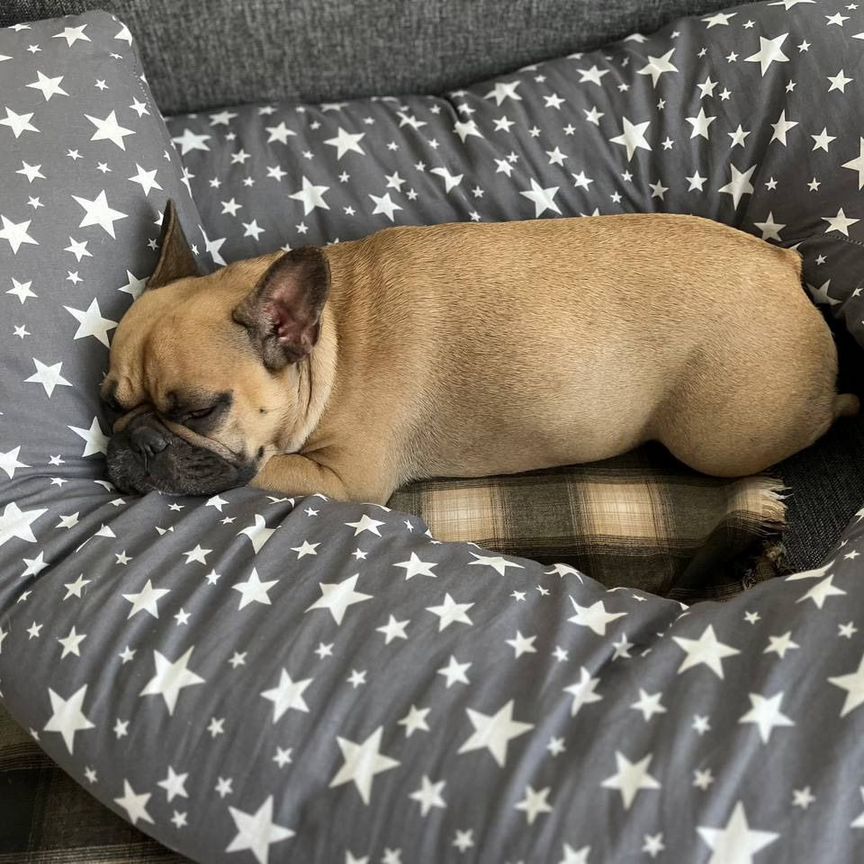 Французский бульдог в добрые руки москва