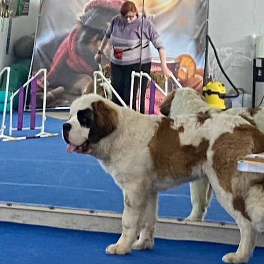 Сенбернар, щенок