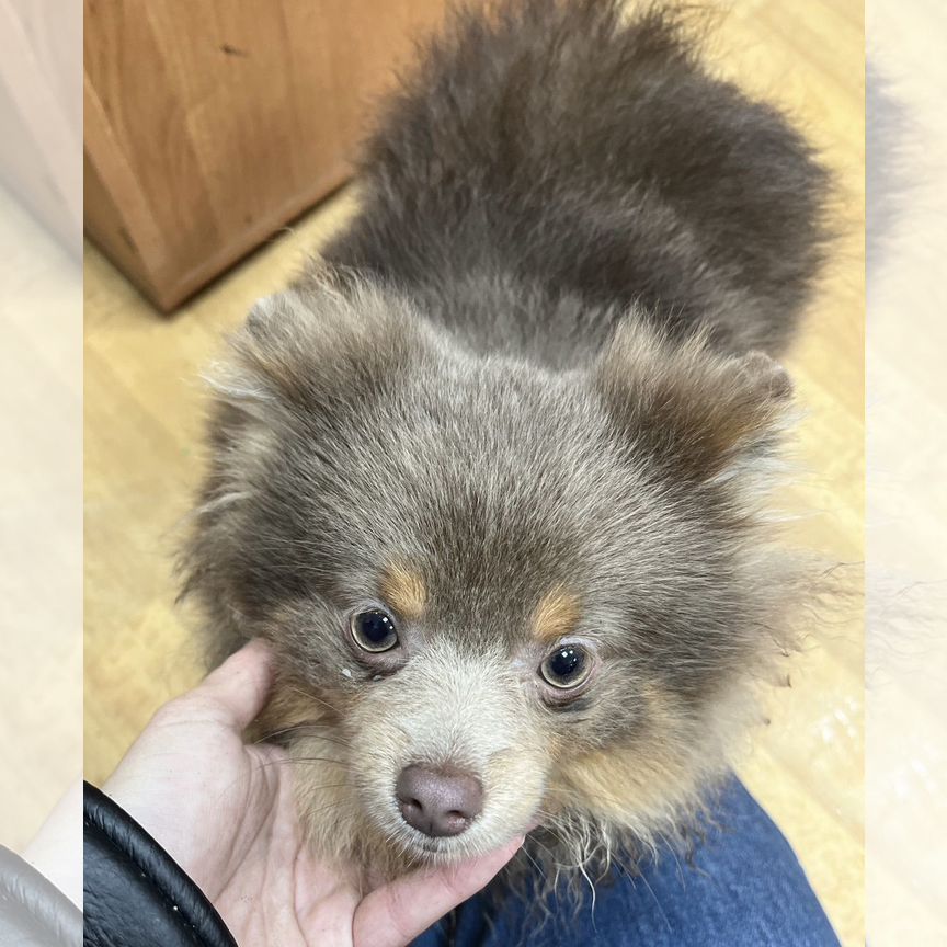 Немецкий шпиц, щенок