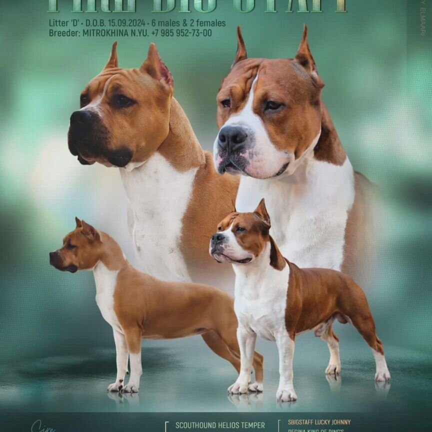 Продаются щенки породы Стаффордширский терьер