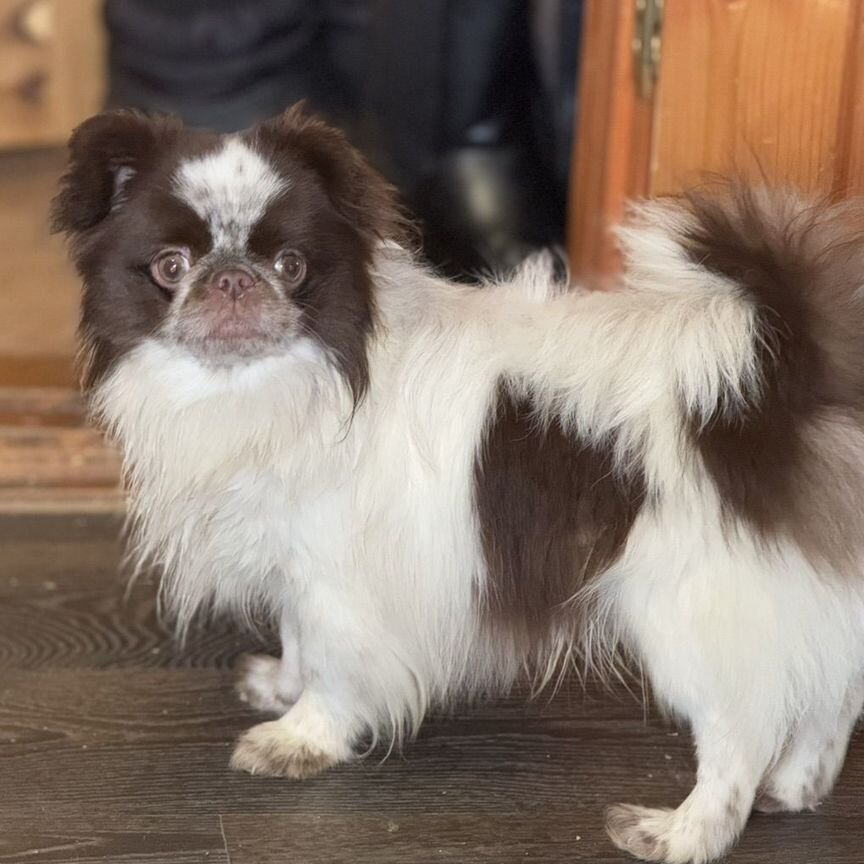 Чихуахуа мальчик