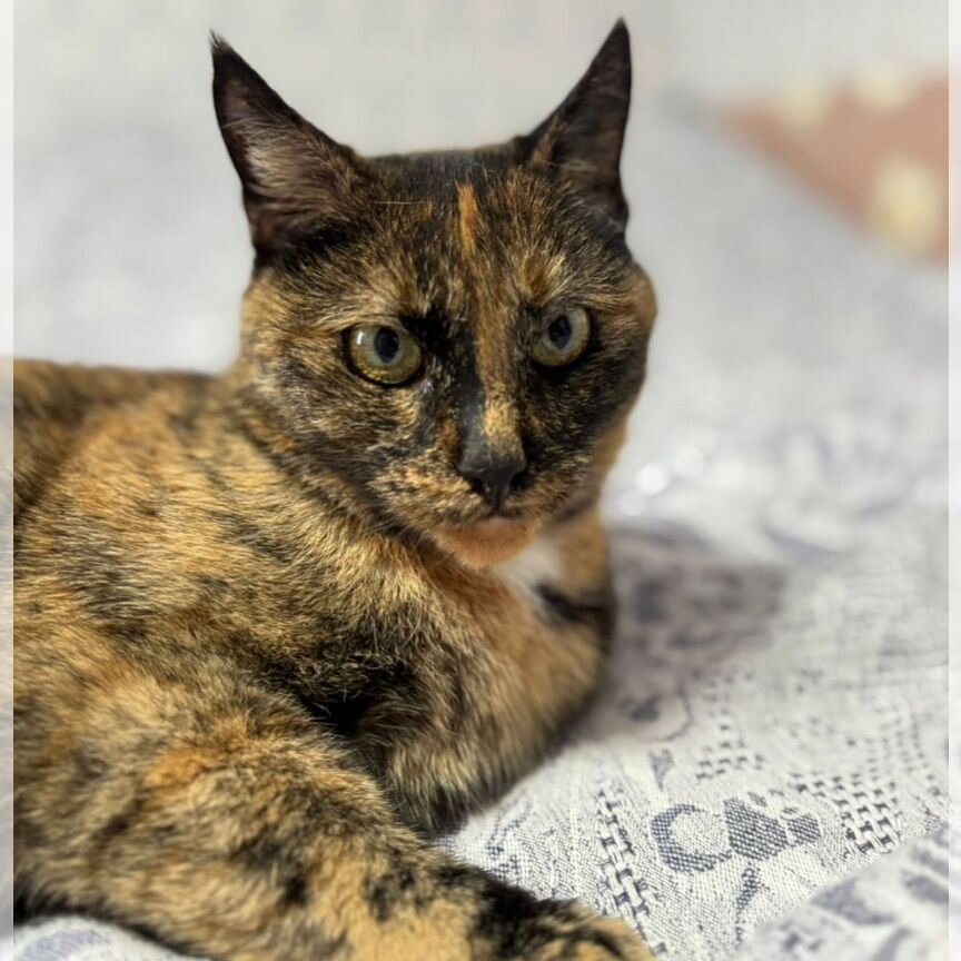Кошка