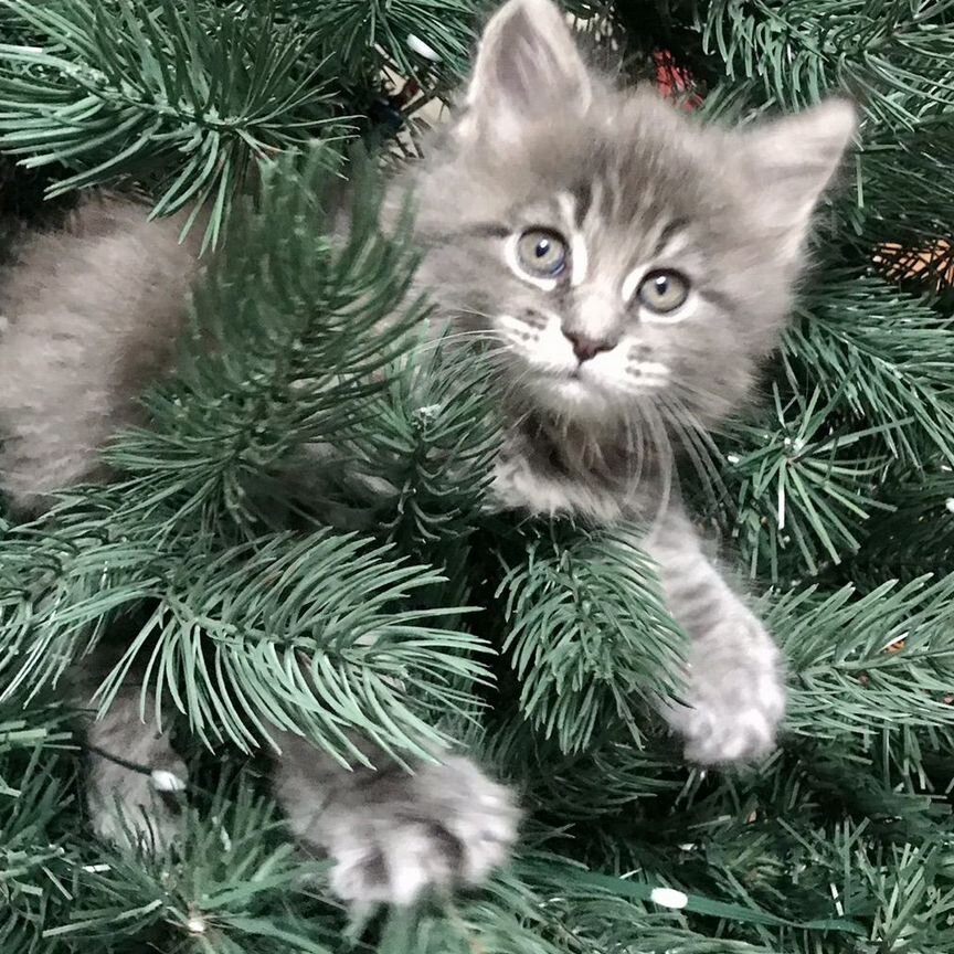 Мейн-кун котёнок