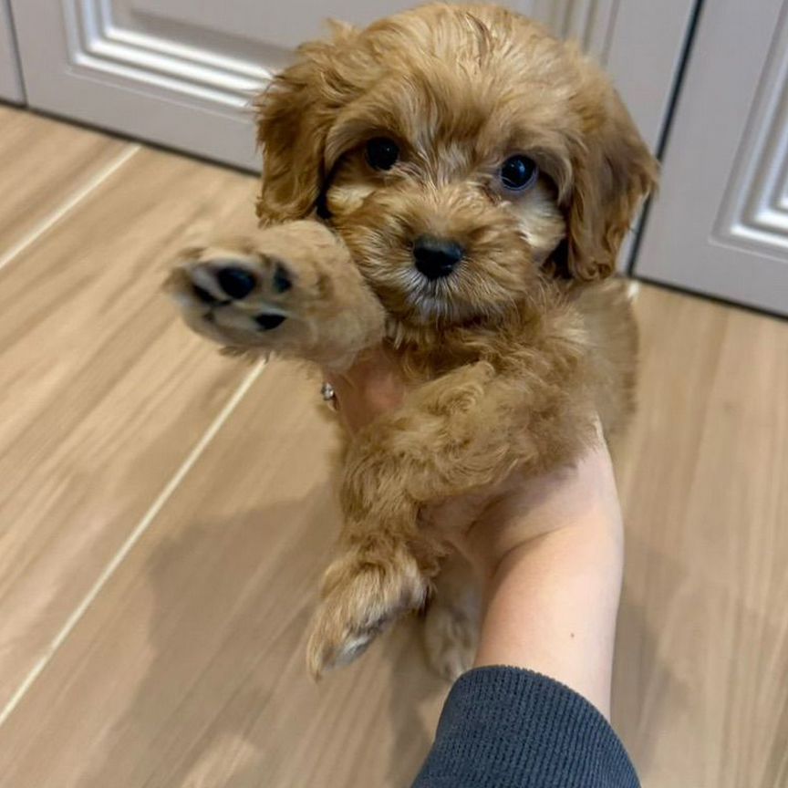 Мальтипу, щенок