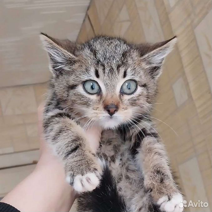 Очень красивая кошечка 2 месяца