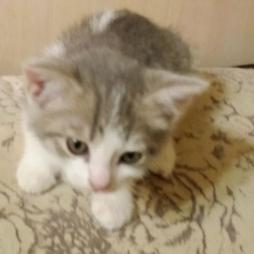 Котята
