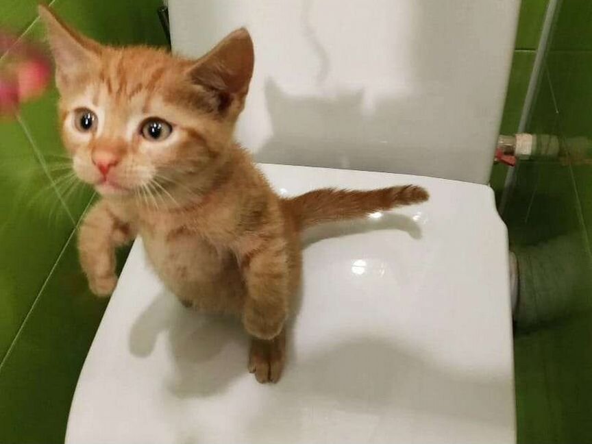 Кошки