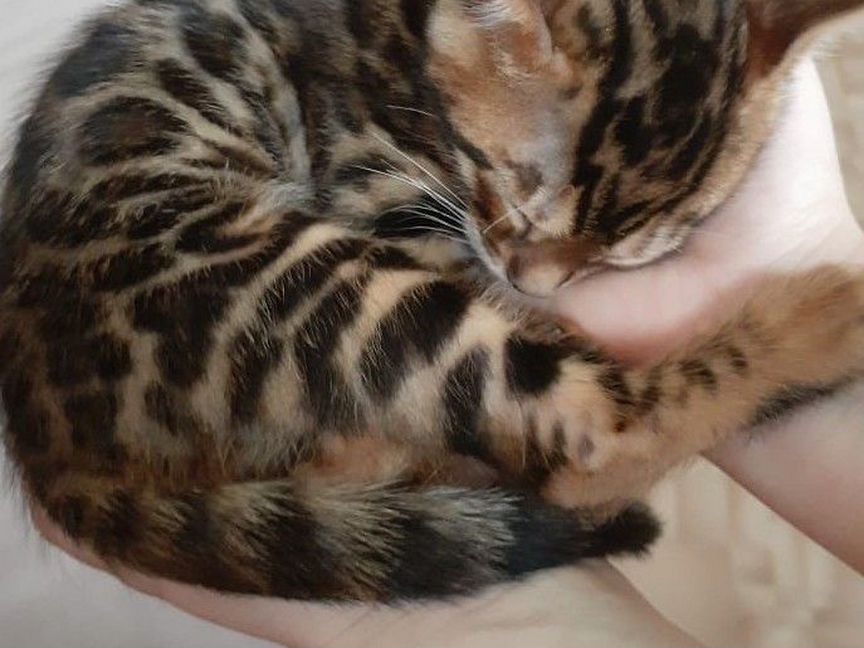 Бенгальские котята