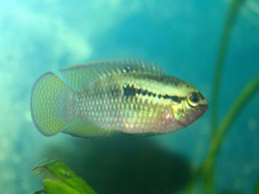 Красногрудая акара, дорсигера