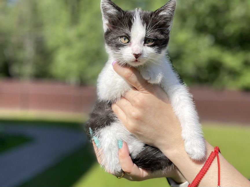 Котенок в добрые руки, бесплатно