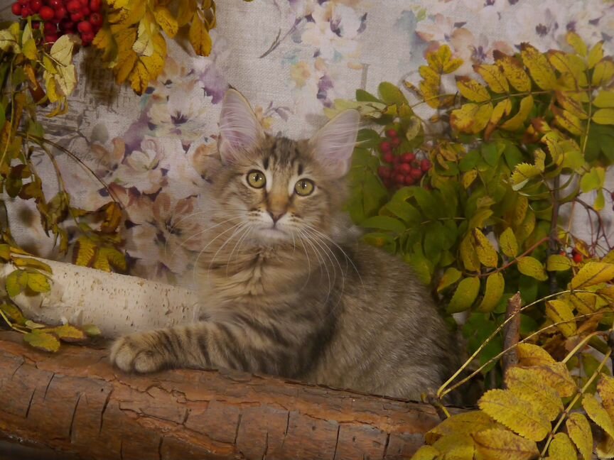 Котята норвежские лесные с документами