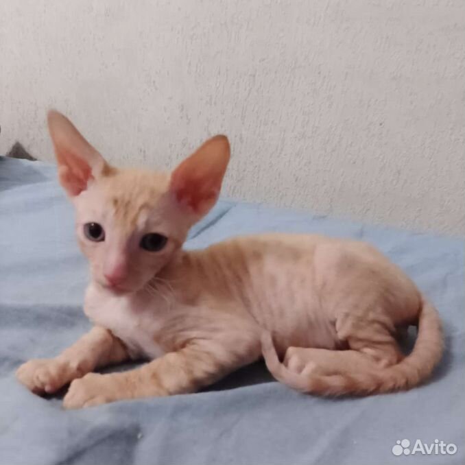 Котик корниш-рекс д.р.22.05.2023