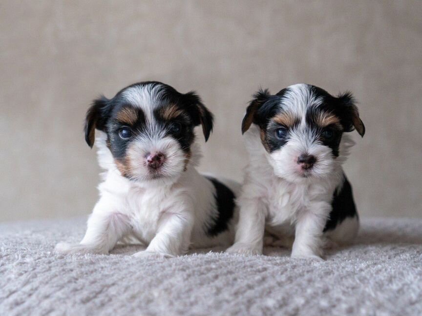 Бивер терьер щенок