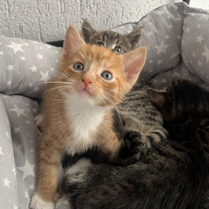 Котята бесплатно