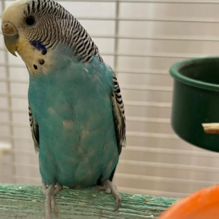 Волнистый попугай.Самка