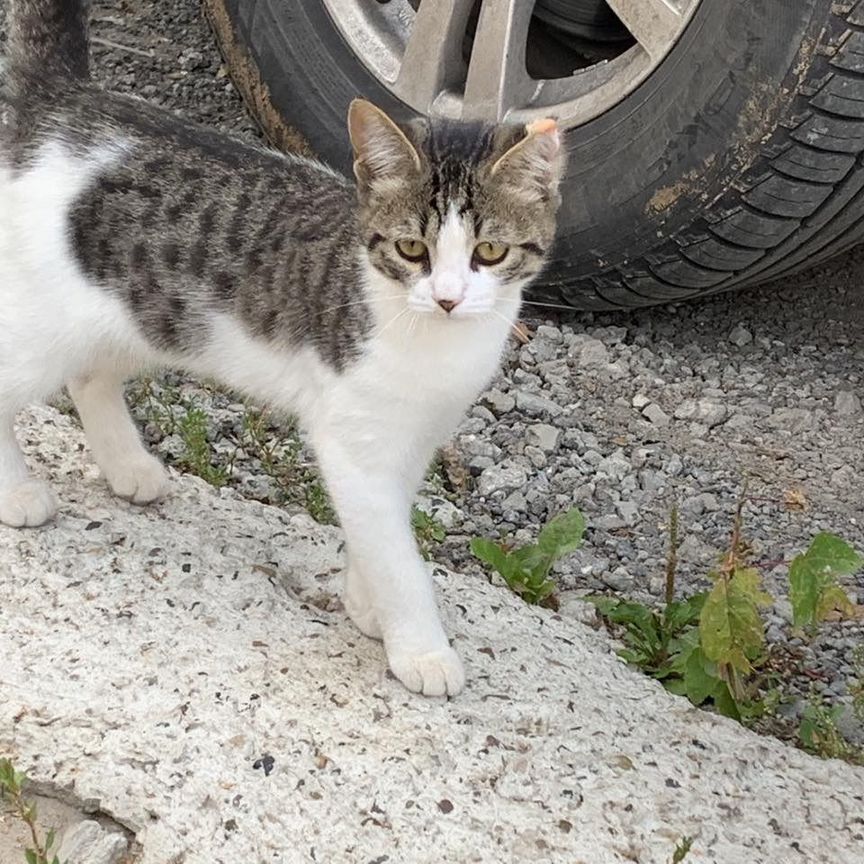 Котята добрые руки