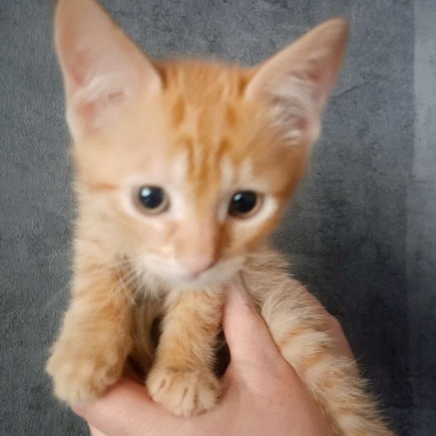 Домашние животные кошки