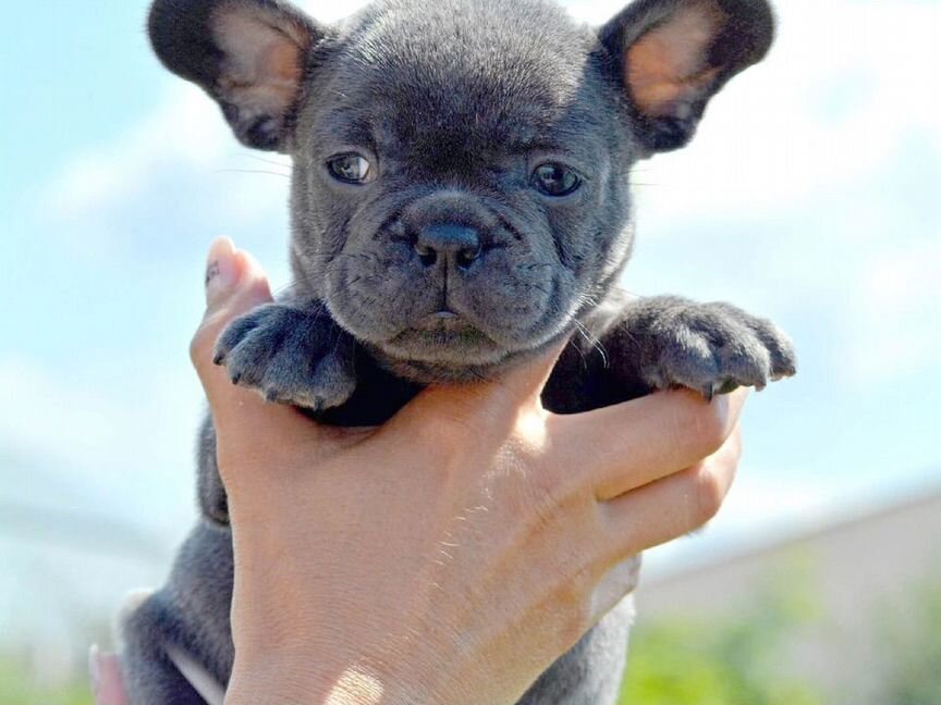 Голубое чудо