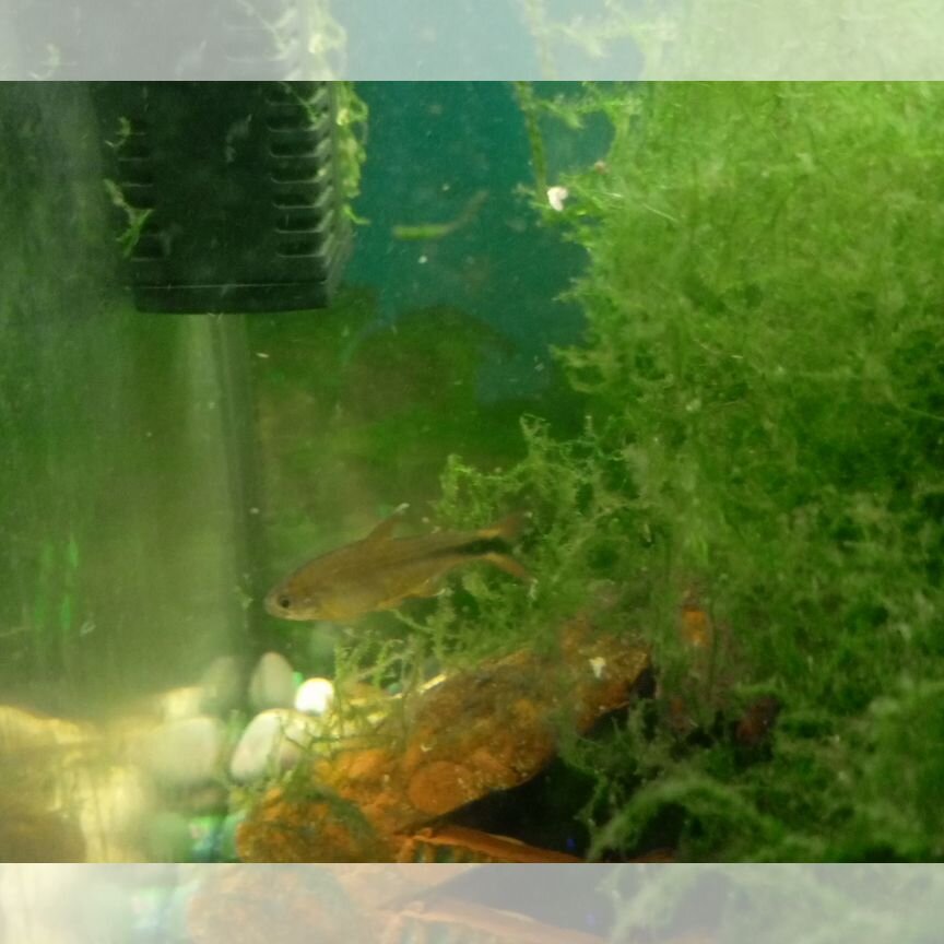 Тетра медная