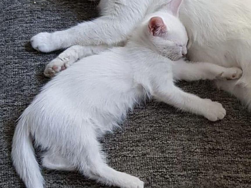 Беленький котик