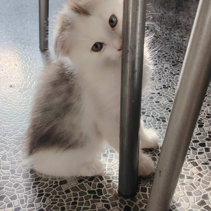 Шотландский вислоухий длинношёрстный котёнок