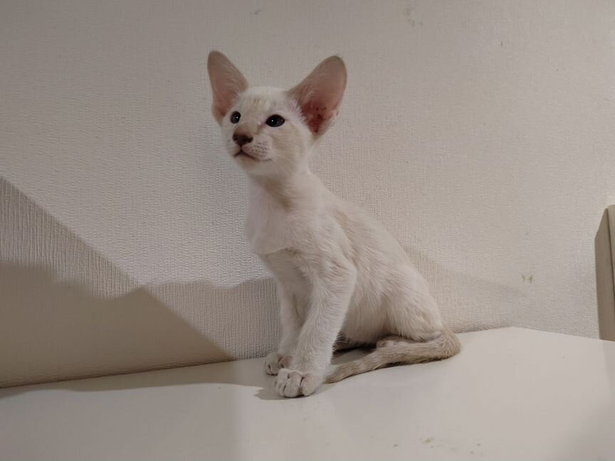 Ориентальные котята