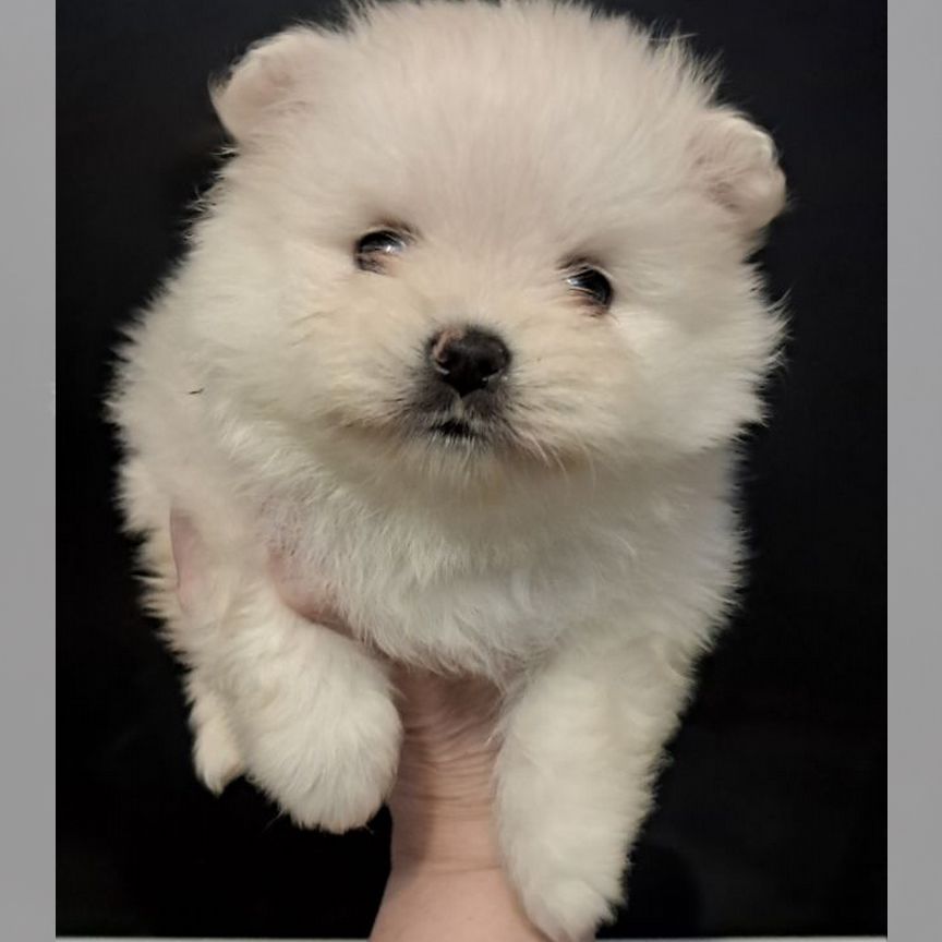 Померанский шпиц, щенок