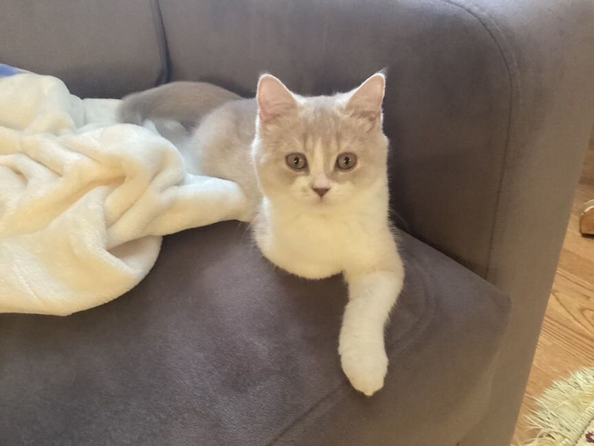 Британский котенок