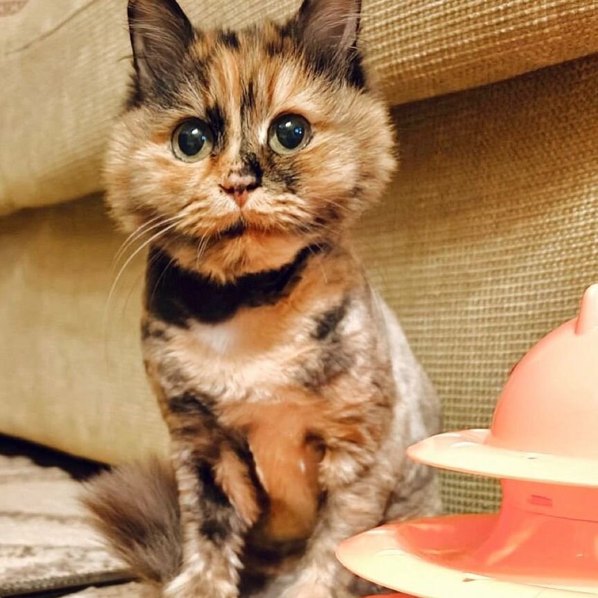 Мурыся в добрые руки