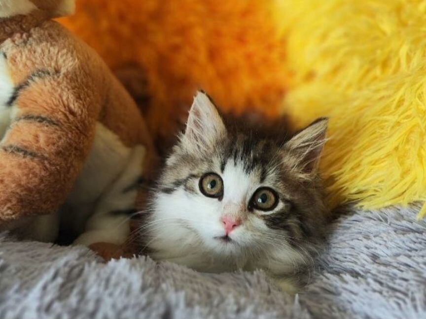 Котята в добрые руки