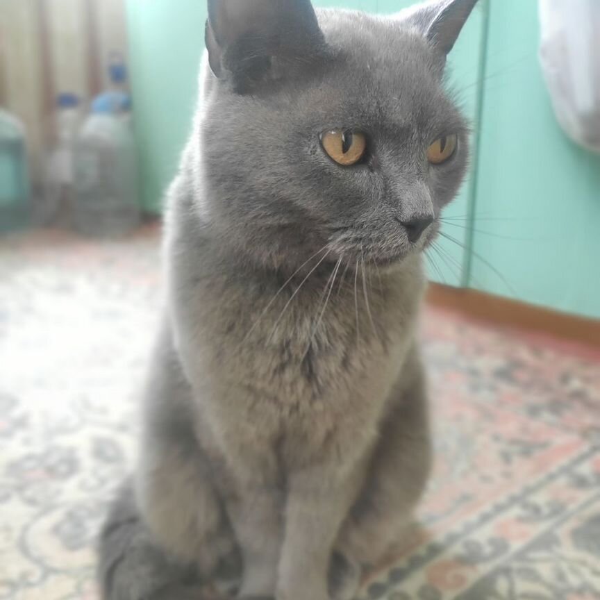 Отдам в добрые руки