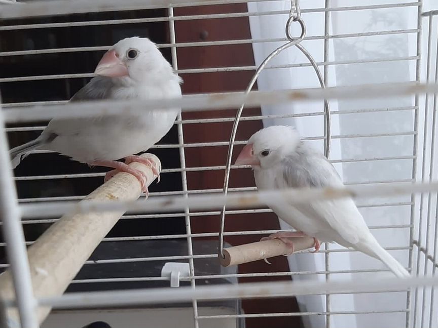 Рисовые амадины