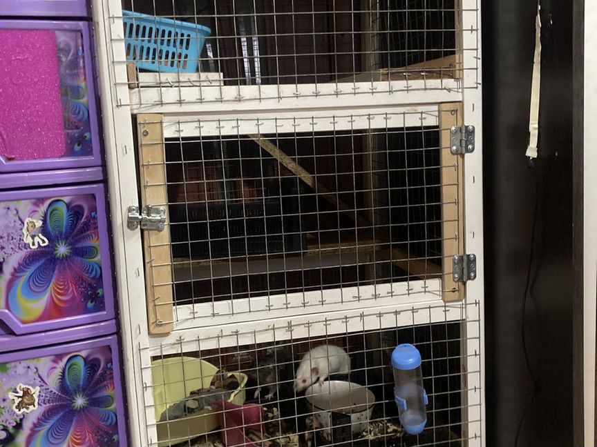 Клетка большая, для грызунов