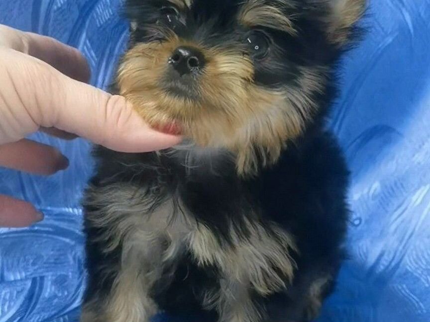 Йоркширский терьер, йорк мини