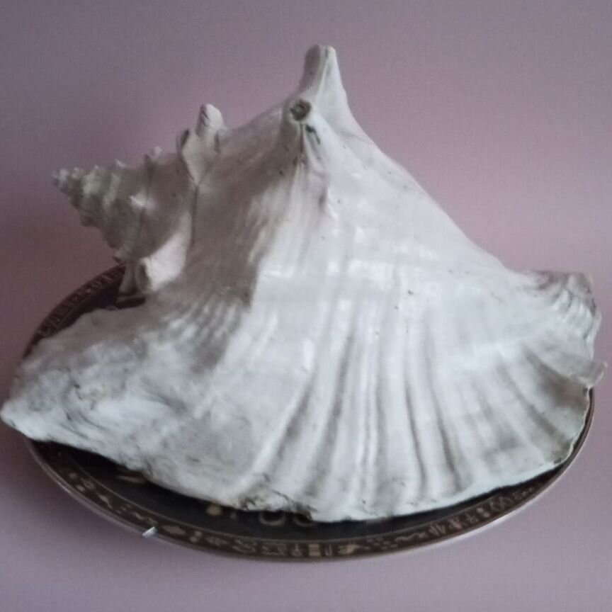 Большая морская раковина Стромбус