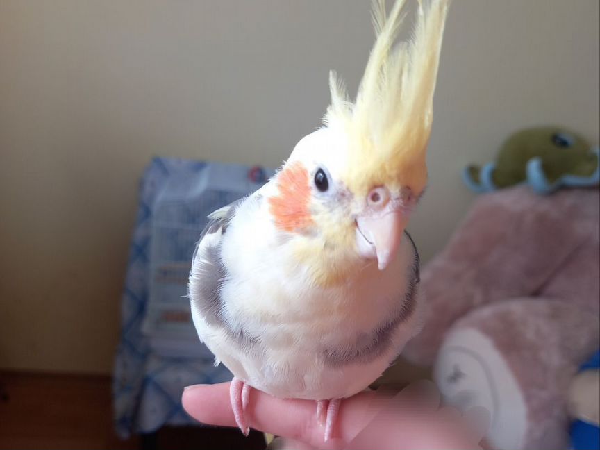 Попугай корелла,девочка