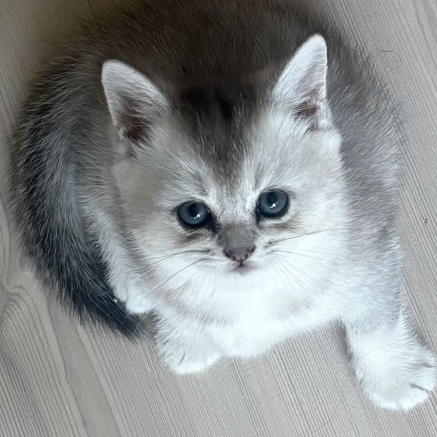 Британский короткошёрстный котёнок