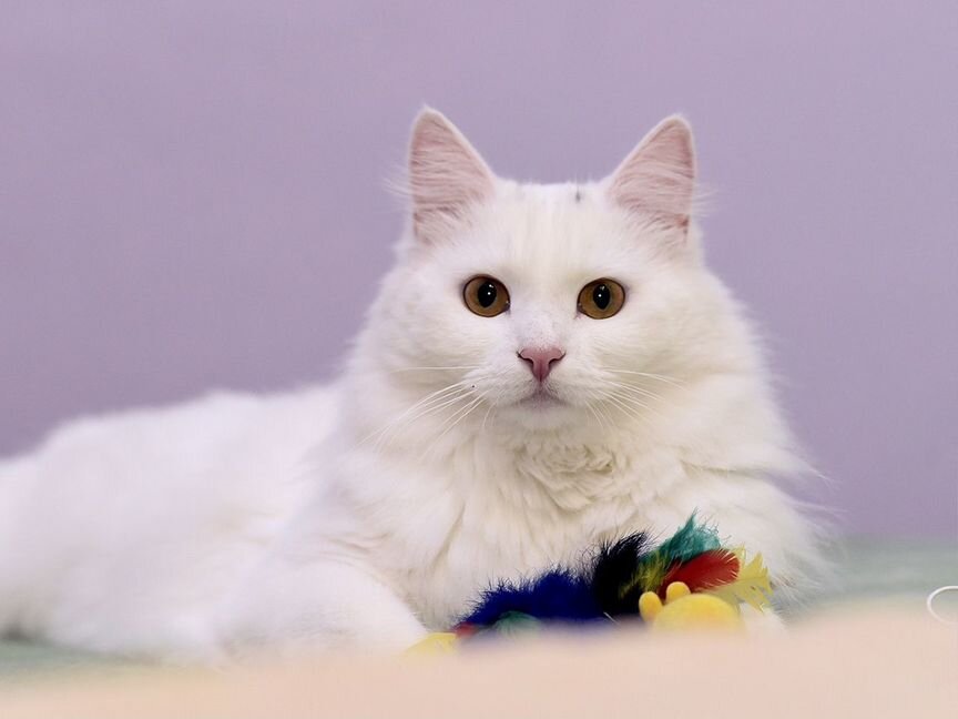 Эффектная Николь ищет дом