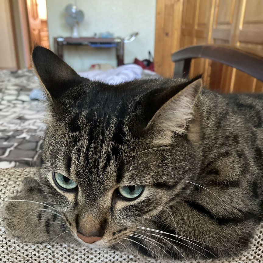 Кот в добрые руки