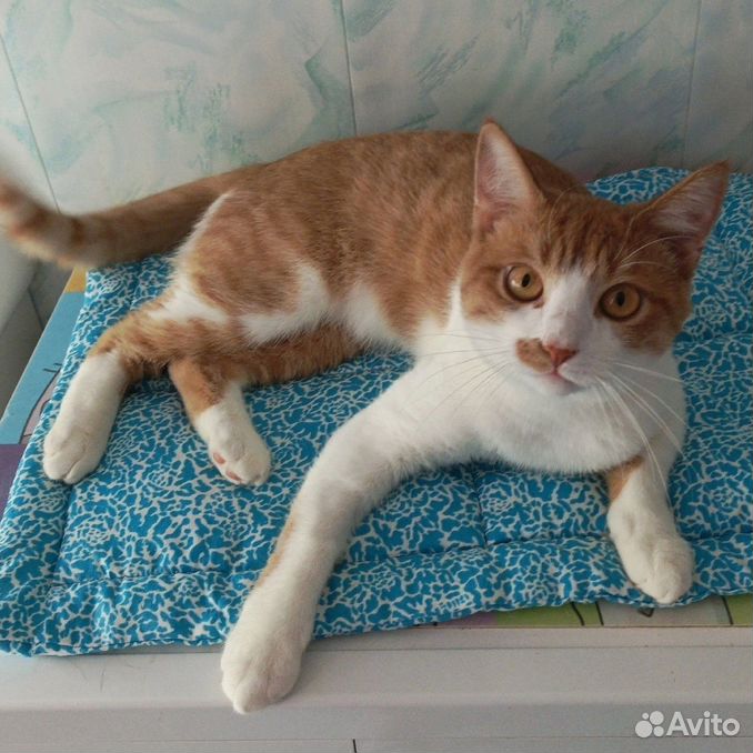 Котенок Гоша ищет дом