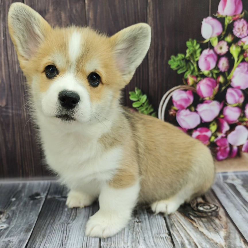 Вельш Корги Пемброк, щенок